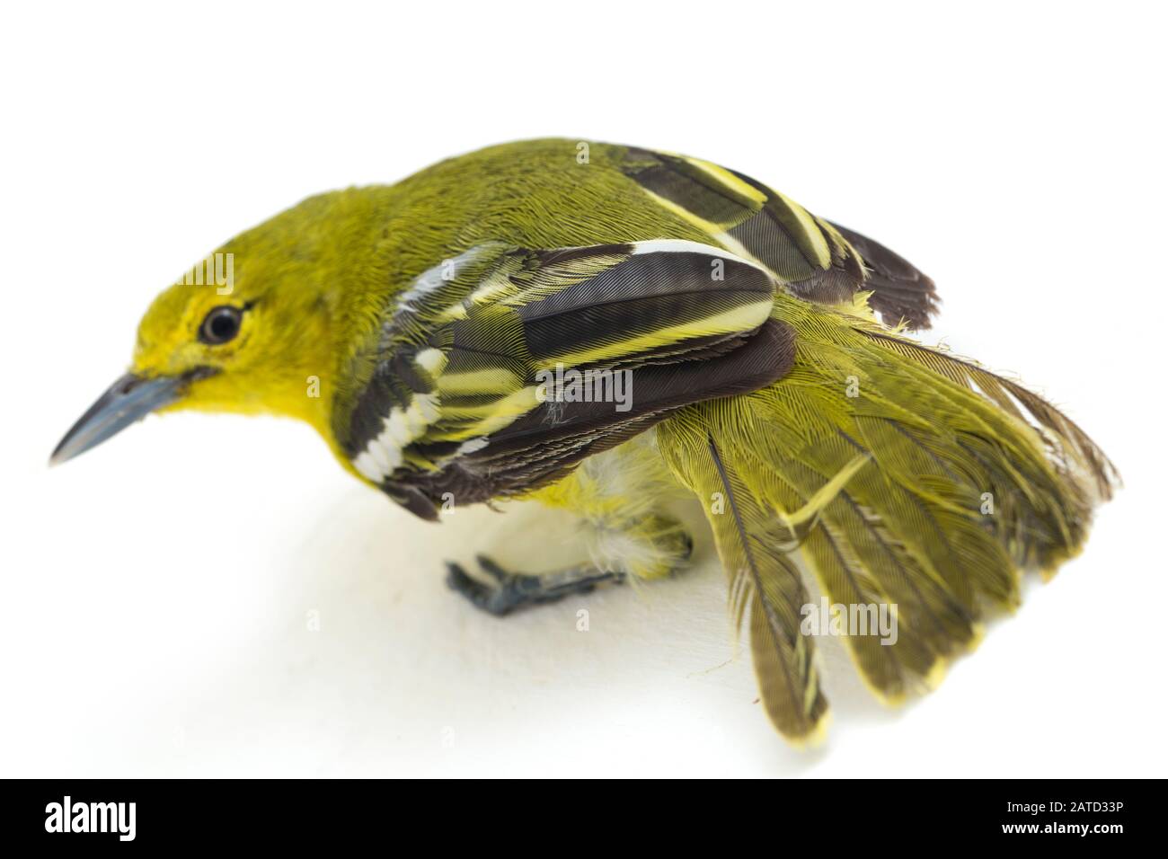The common iora (Aegithina tiphia) isolated on white background Stock ...