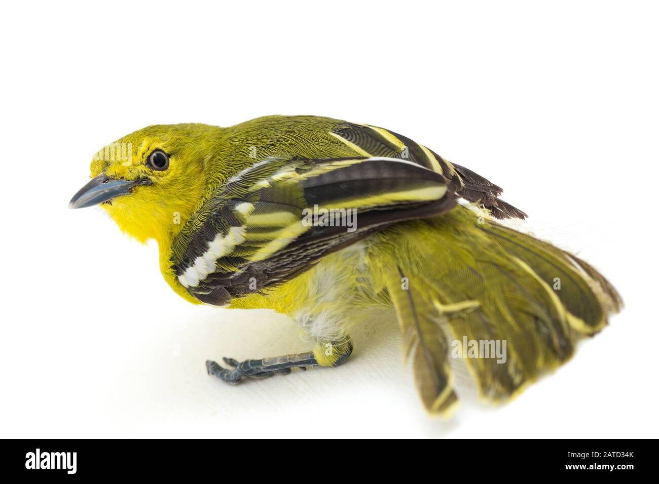 The common iora (Aegithina tiphia) isolated on white background Stock ...