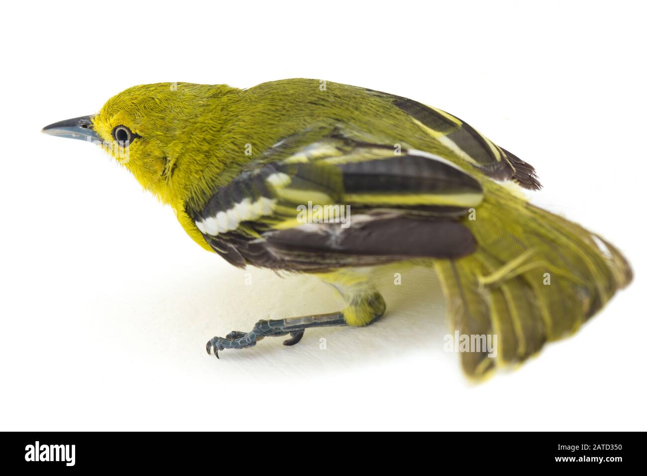 The common iora (Aegithina tiphia) isolated on white background Stock ...