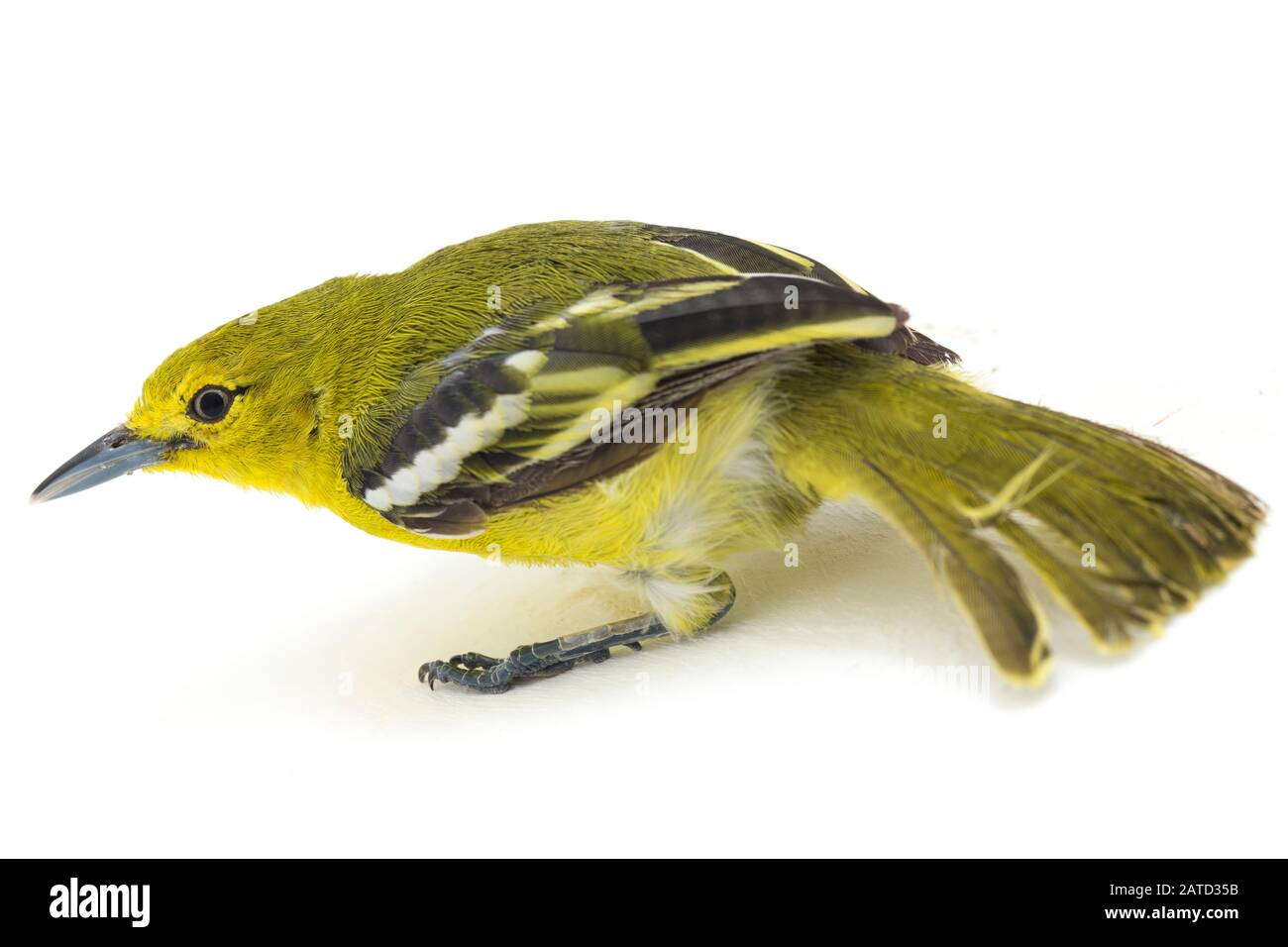 The common iora (Aegithina tiphia) isolated on white background Stock ...