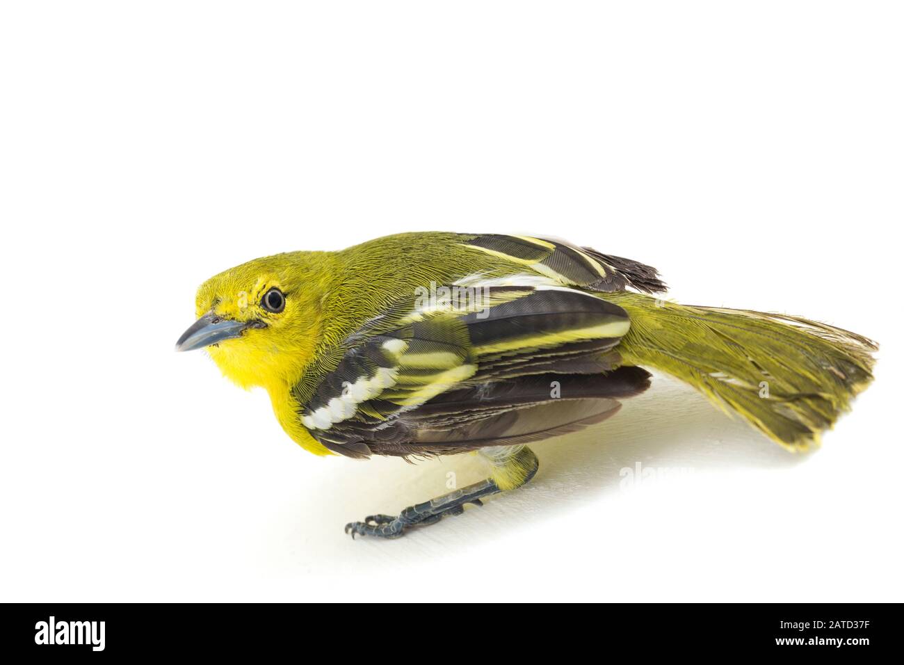 The common iora (Aegithina tiphia) isolated on white background Stock ...