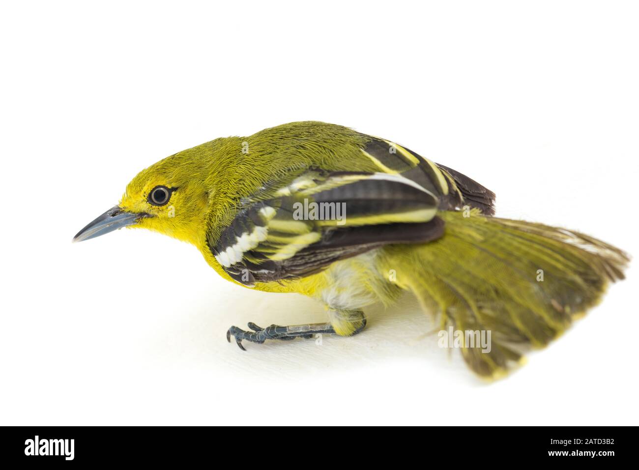 The common iora (Aegithina tiphia) isolated on white background Stock ...