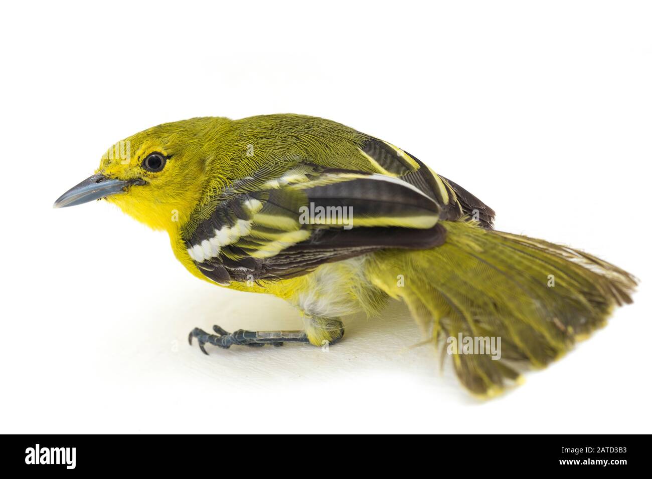 The common iora (Aegithina tiphia) isolated on white background Stock ...