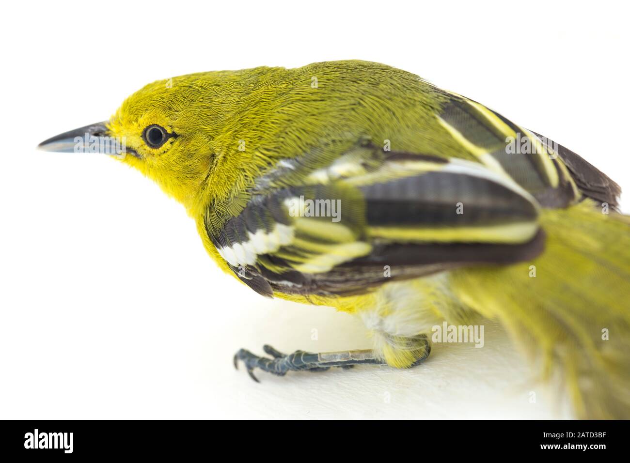 The common iora (Aegithina tiphia) isolated on white background Stock ...