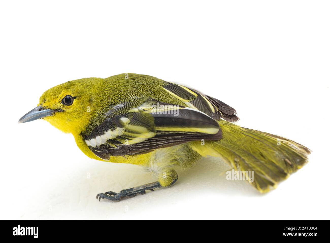 The common iora (Aegithina tiphia) isolated on white background Stock ...