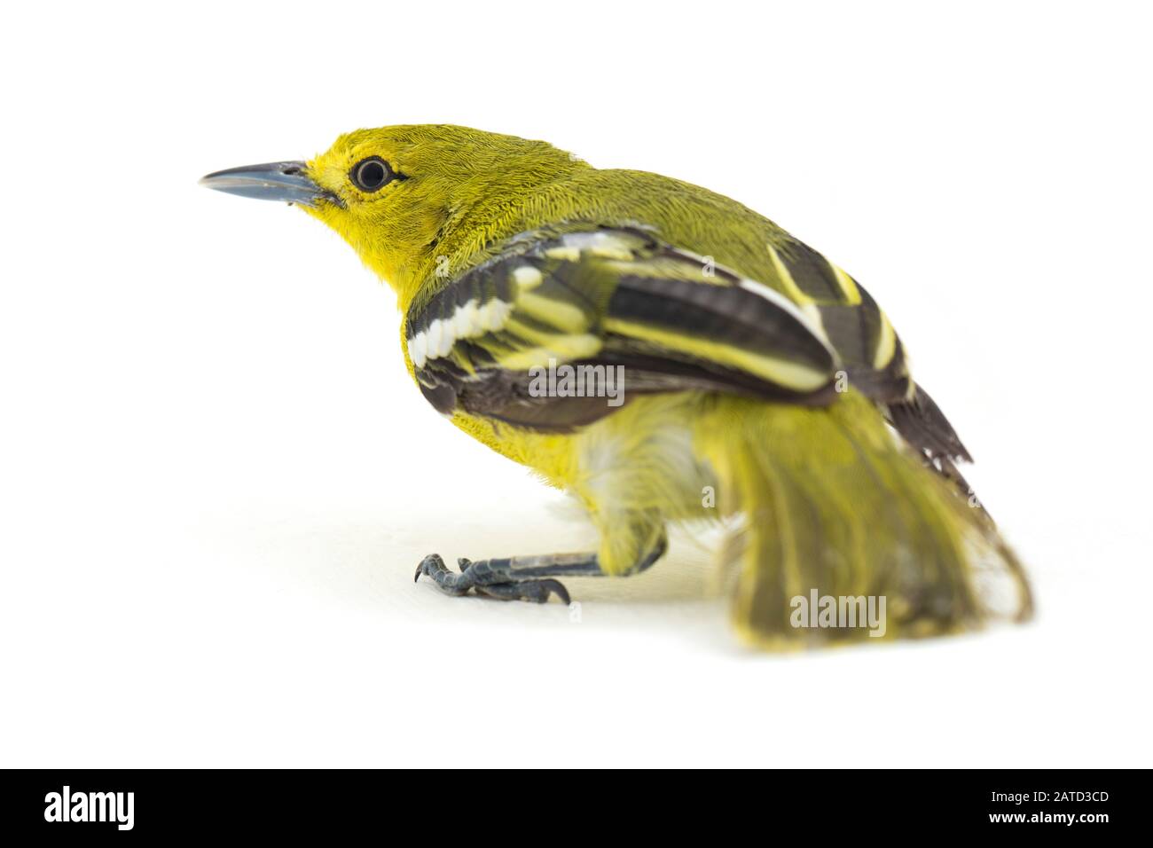 The common iora (Aegithina tiphia) isolated on white background Stock ...