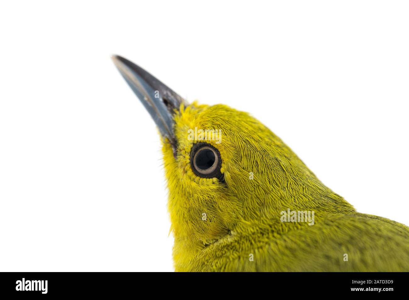The common iora (Aegithina tiphia) isolated on white background Stock ...