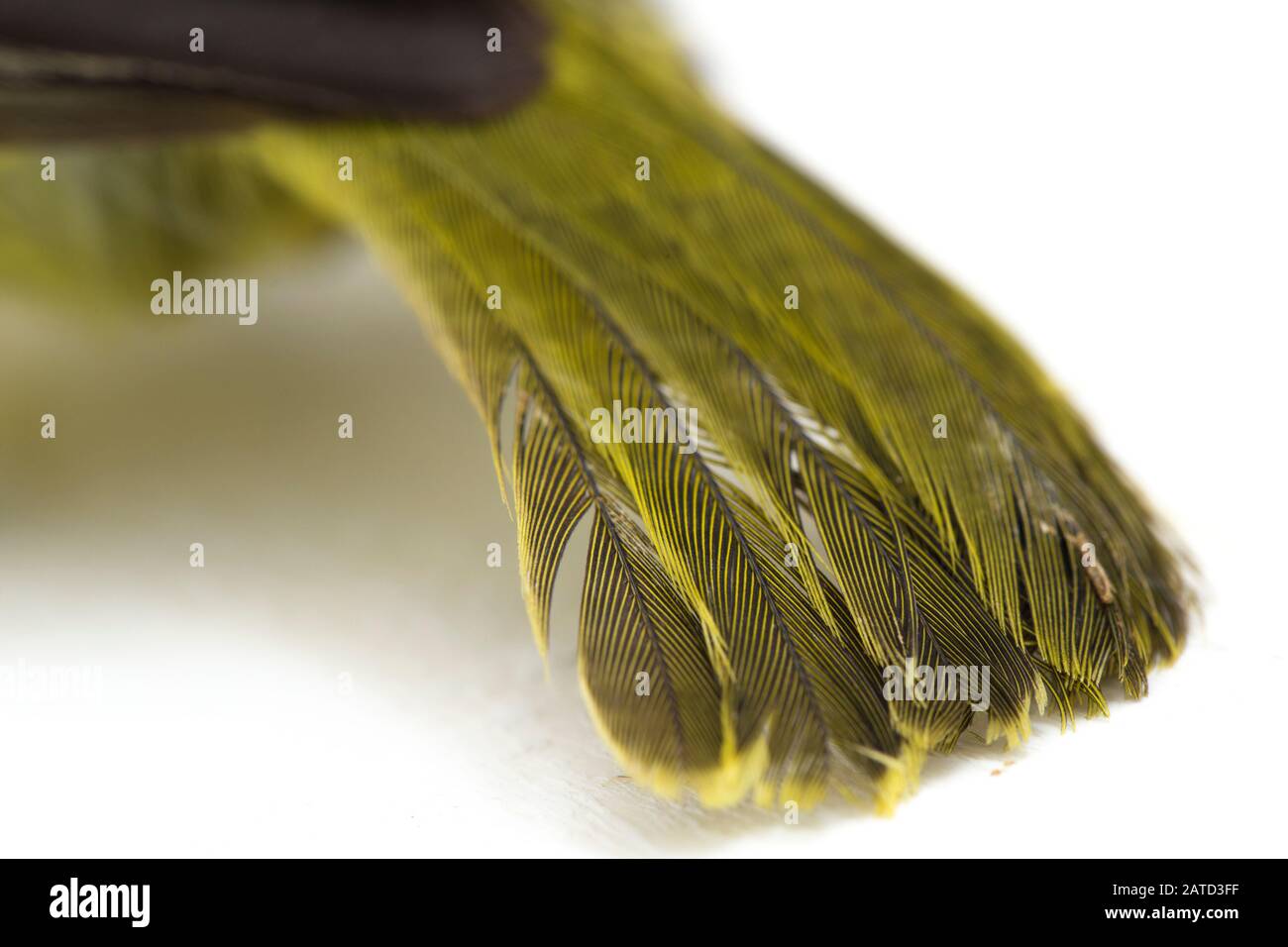 The common iora (Aegithina tiphia) isolated on white background Stock ...