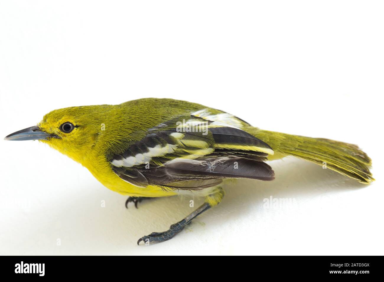 The common iora (Aegithina tiphia) isolated on white background Stock ...