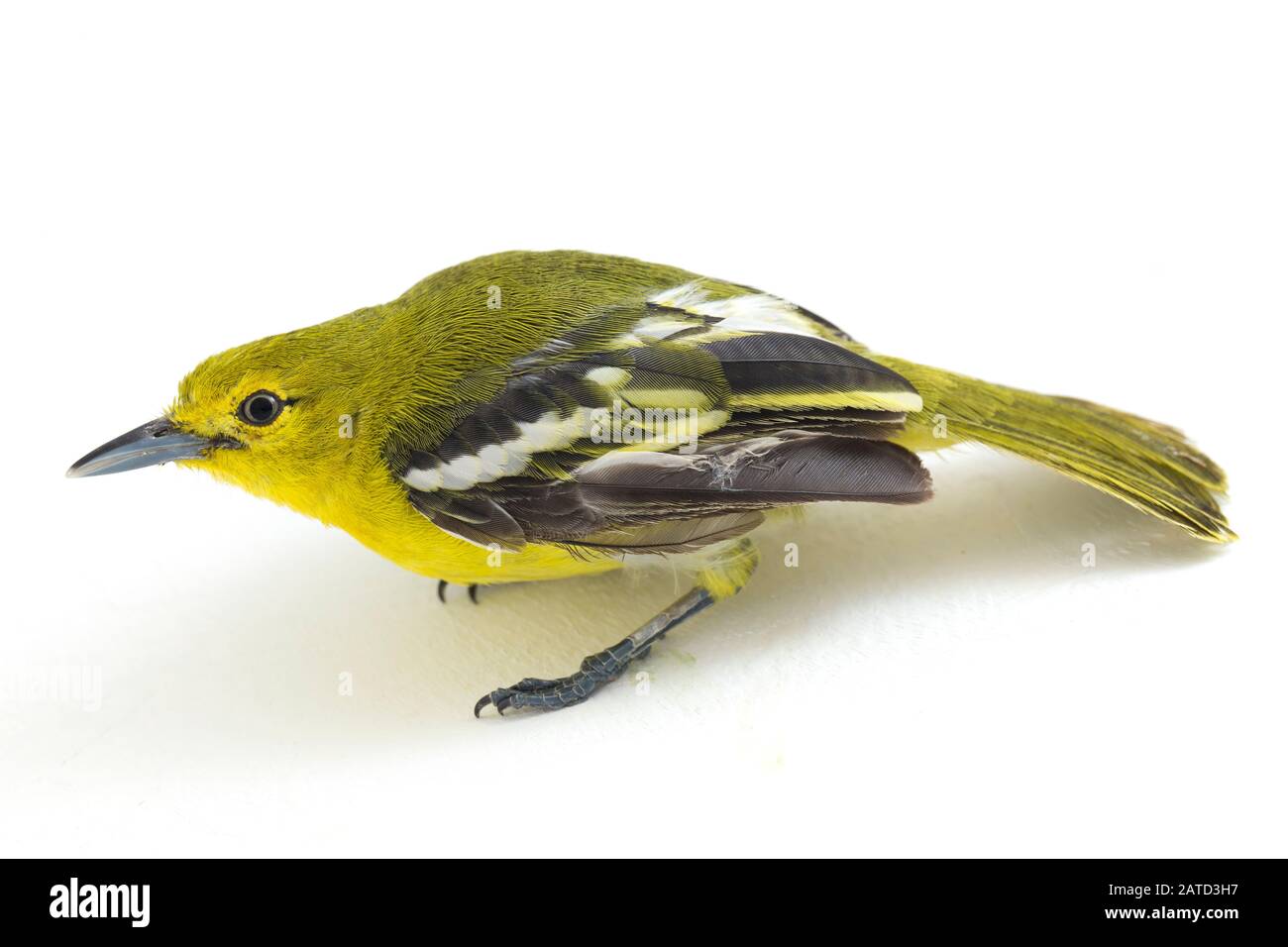 The common iora (Aegithina tiphia) isolated on white background Stock ...