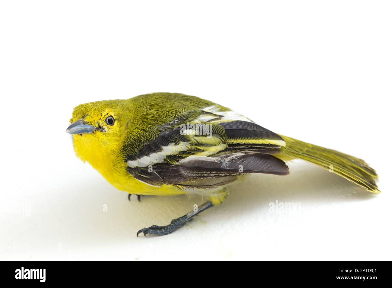 The common iora (Aegithina tiphia) isolated on white background Stock ...