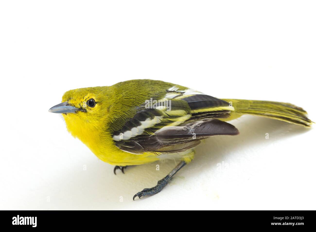 The common iora (Aegithina tiphia) isolated on white background Stock ...