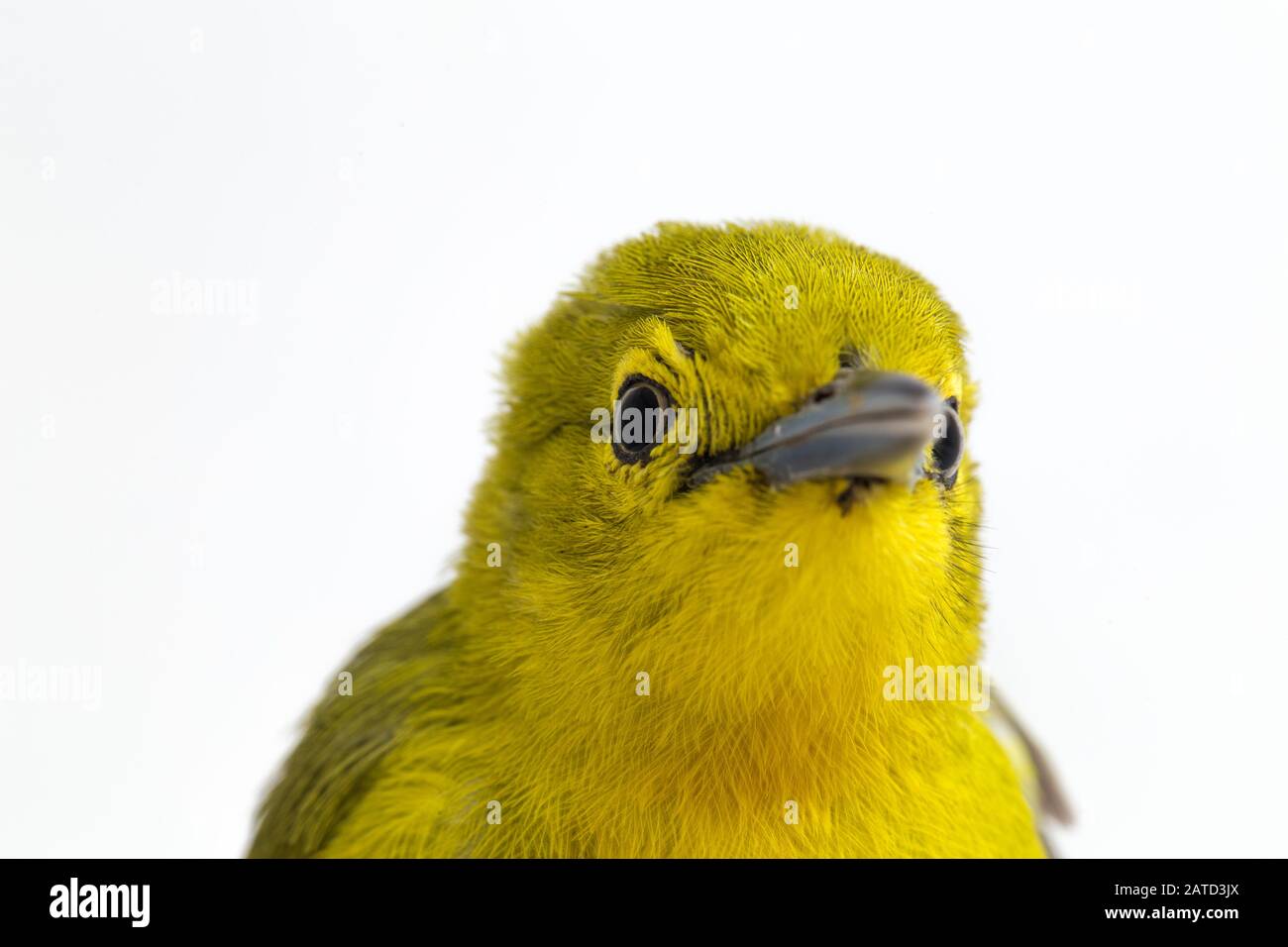The common iora (Aegithina tiphia) isolated on white background Stock ...