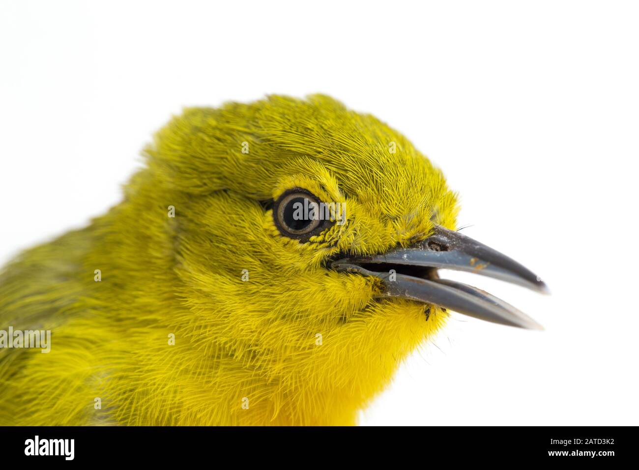 The common iora (Aegithina tiphia) isolated on white background Stock ...
