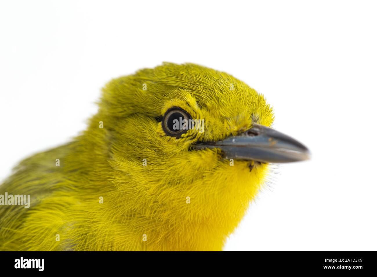 The common iora (Aegithina tiphia) isolated on white background Stock ...