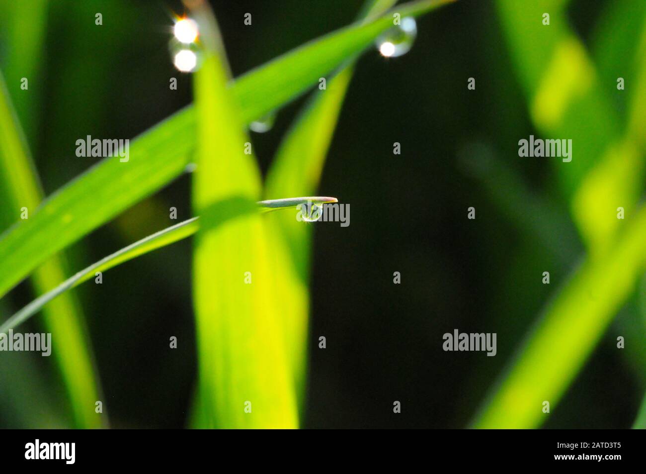 Drops on plants hi-res stock photography and images - Alamy