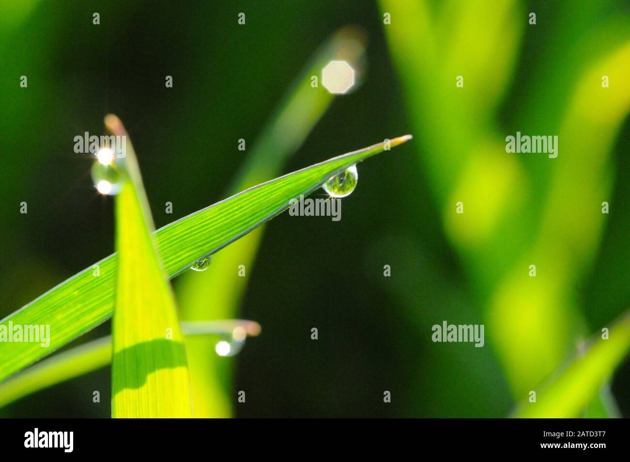beautiful dew drops on plants Stock Photo - Alamy