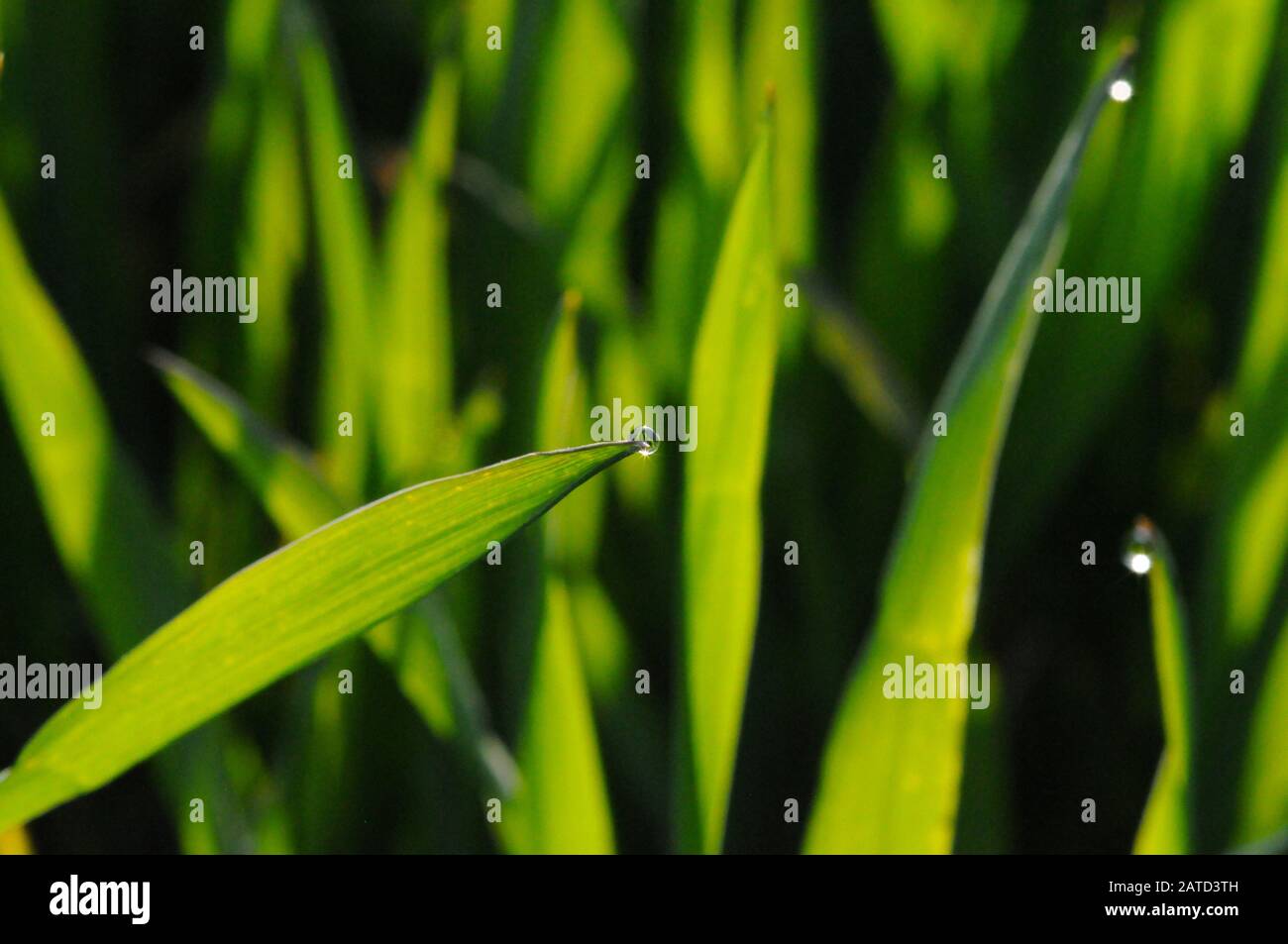 beautiful dew drops on plants Stock Photo - Alamy
