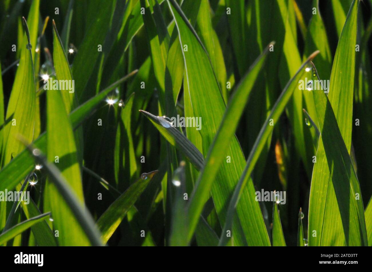 Drops on plants hi-res stock photography and images - Alamy