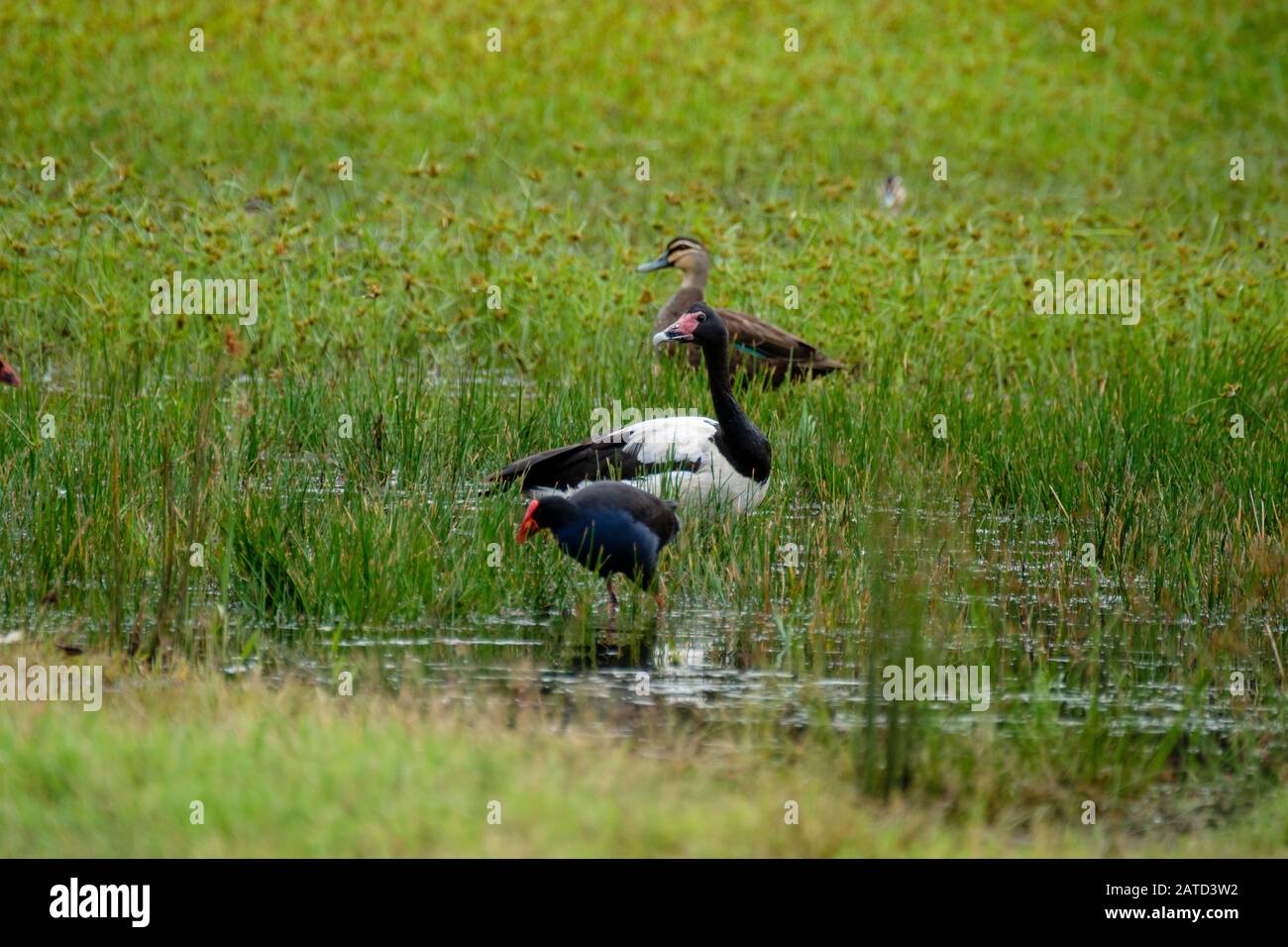 Magpie Geese at Griffin Stock Photo - Alamy