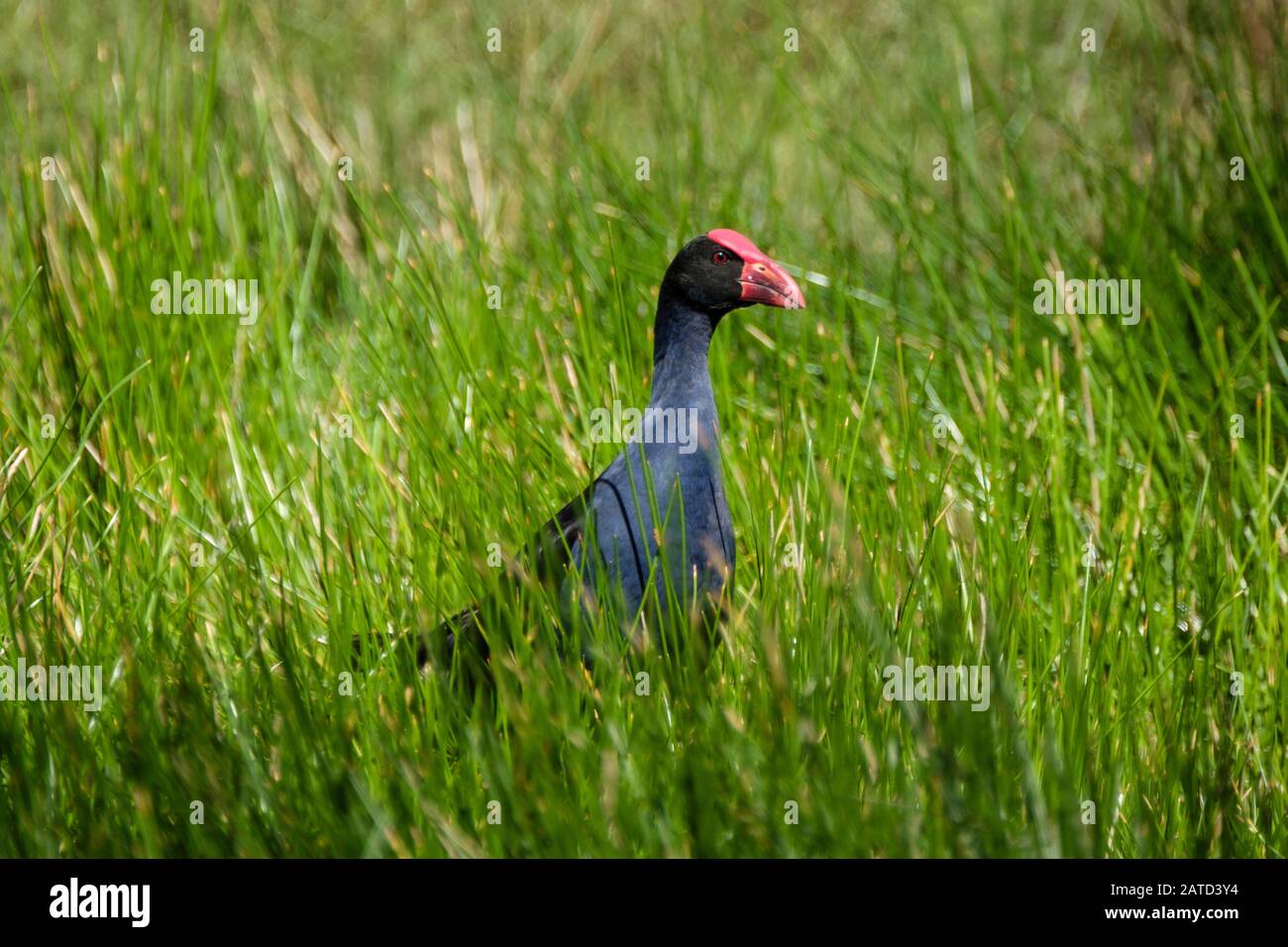 Purple breasted swamp hen hi-res stock photography and images - Alamy