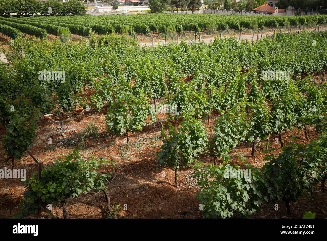 White grape lebanon hi-res stock photography and images - Alamy