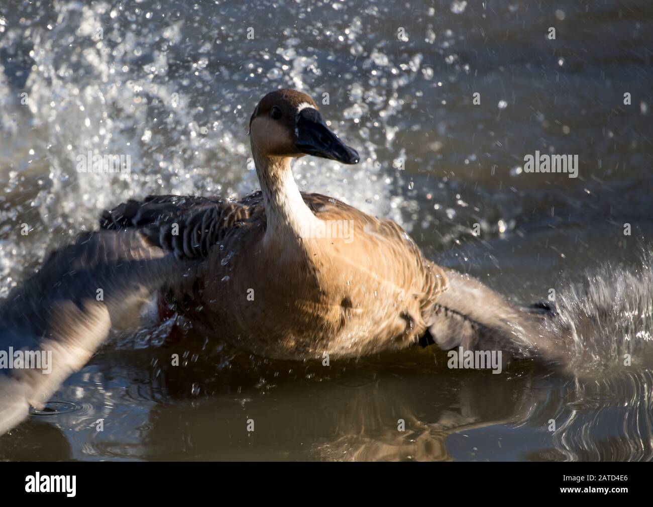 Goose bath hi-res stock photography and images - Alamy