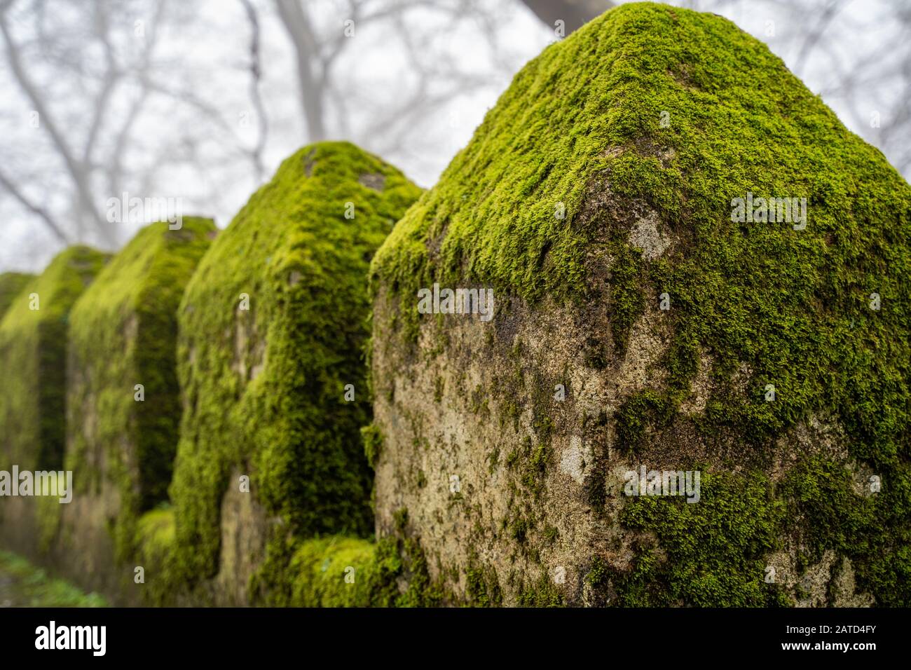 Moss covered walls of the Moorish Castle (Castle of Moors) on a foggy ...