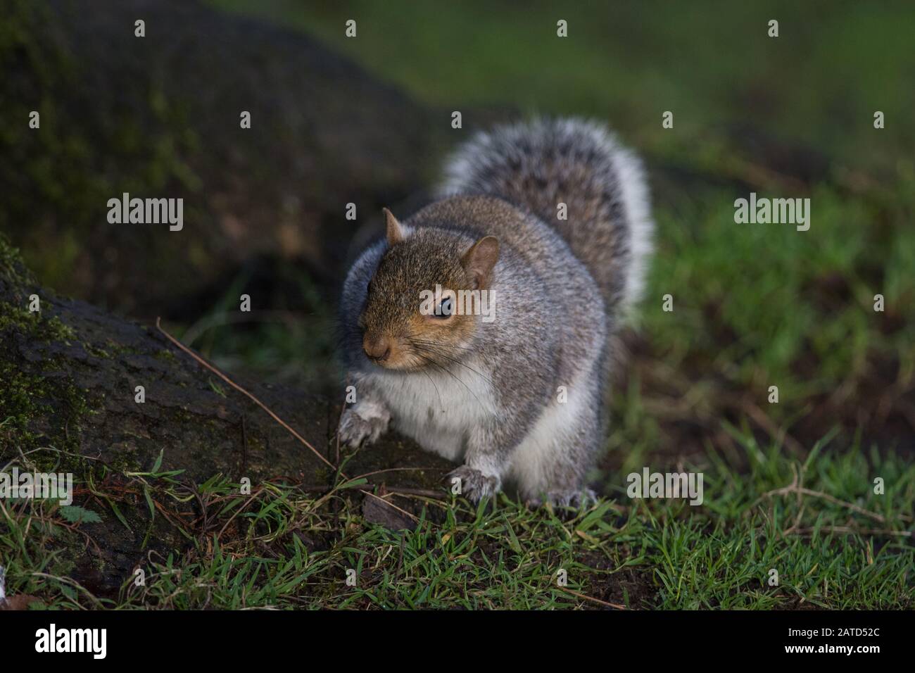 Grey Squirrel Sciurus carolinensis about to climb a tree Stock Photo ...