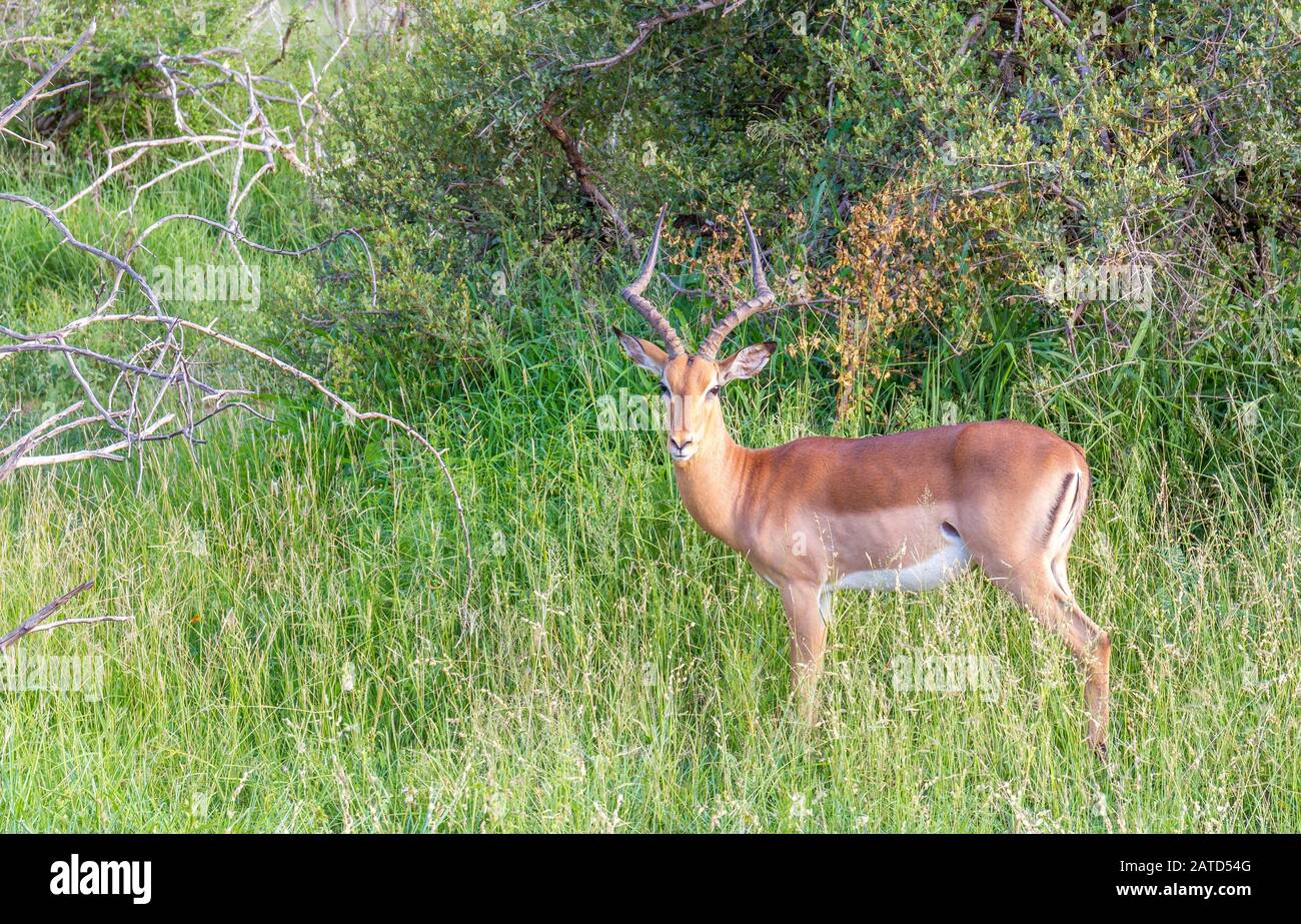 Impala ram isolated in the African bush image in horizontal format with ...