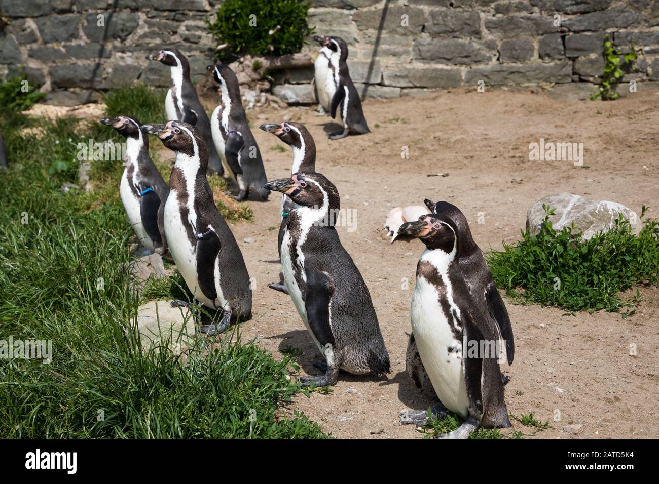 Welsh mountain zoo hi-res stock photography and images - Alamy