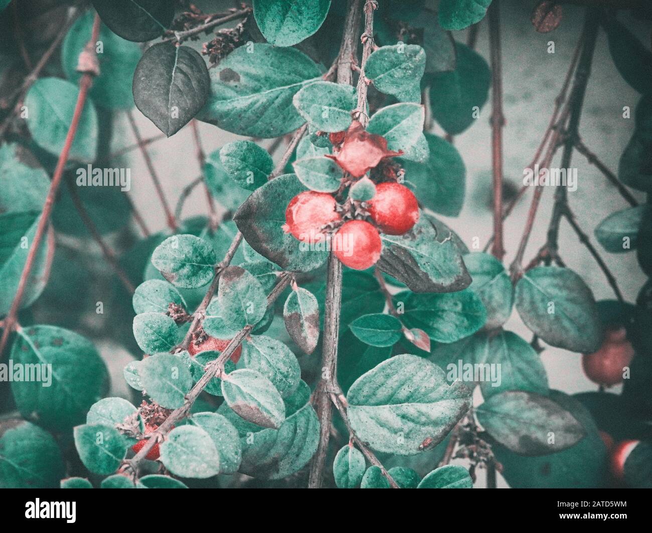 Red berries in winter Stock Photo - Alamy