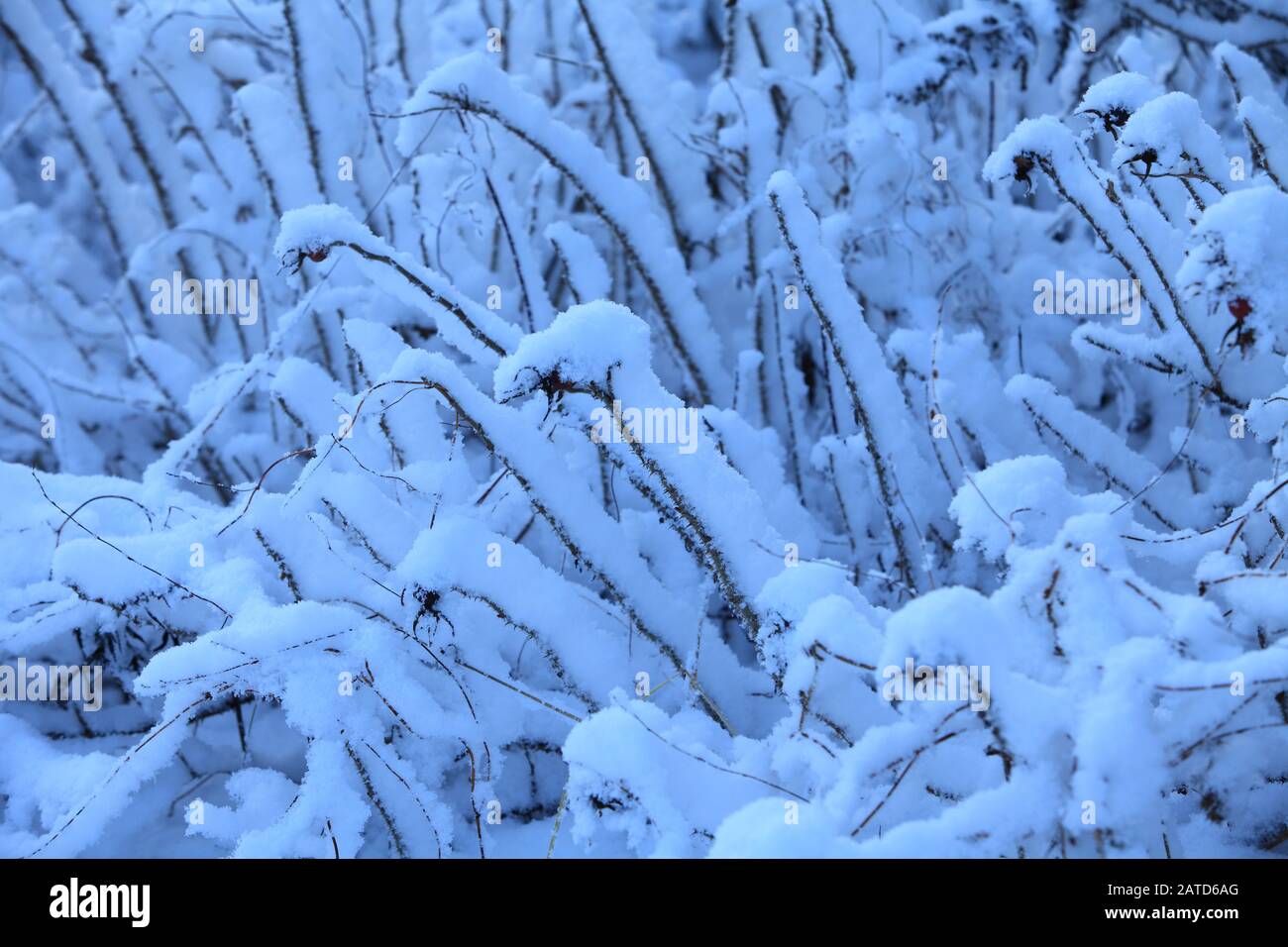 Fluffy white snow on branches, bush abstract background Stock Photo - Alamy