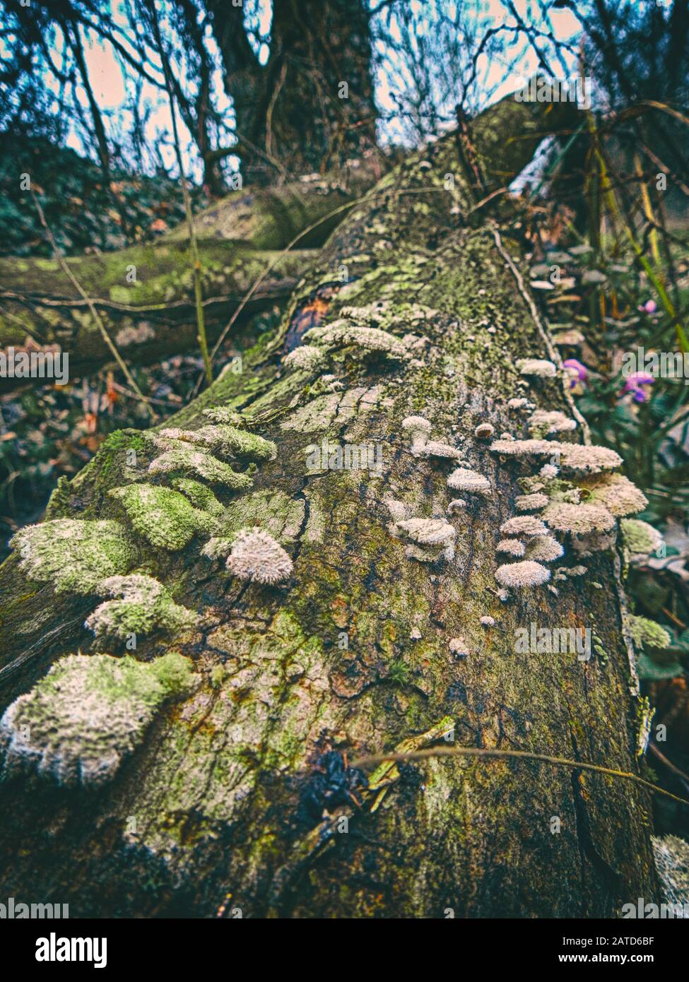 Tree mushrooms hi-res stock photography and images - Alamy
