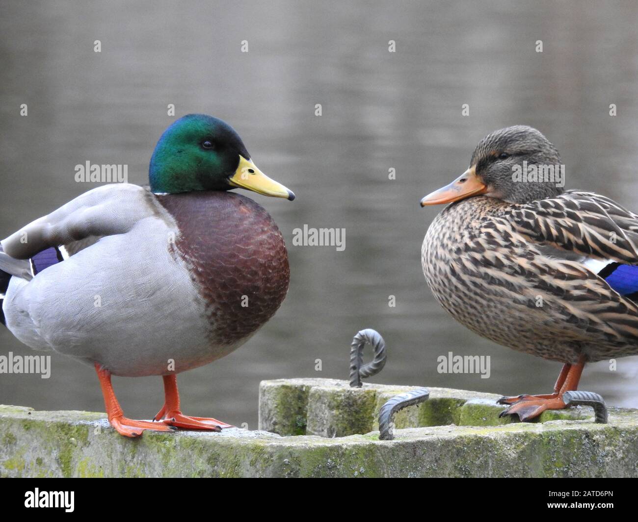 Two ducks hi-res stock photography and images - Alamy
