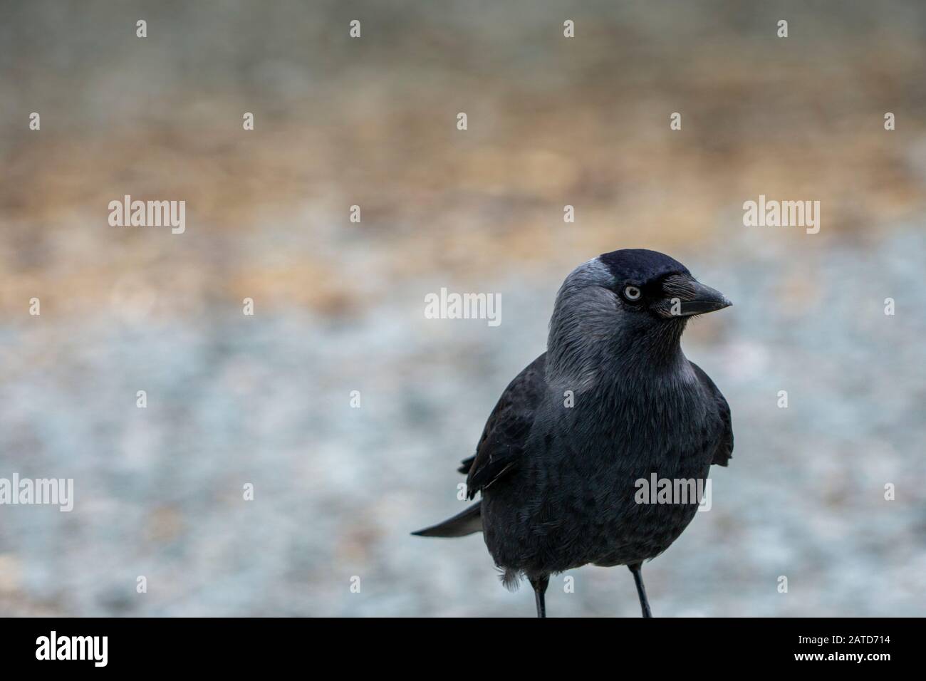 A Jackdaw looks for food Stock Photo - Alamy