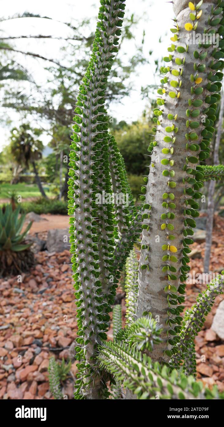 Alluaudia procera is a deciduous succulent plant species of the family ...