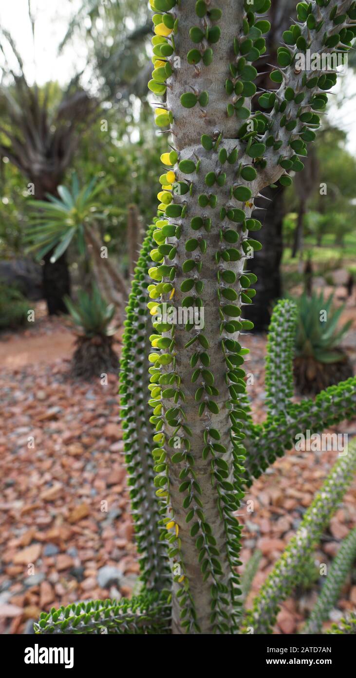 Thorny ocotillo stems hi-res stock photography and images - Alamy