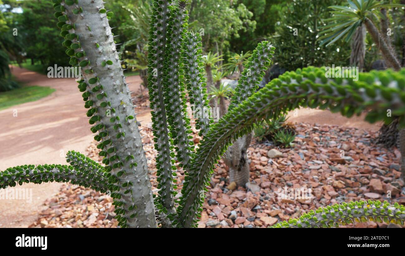 Alluaudia procera is a deciduous succulent plant species of the family ...
