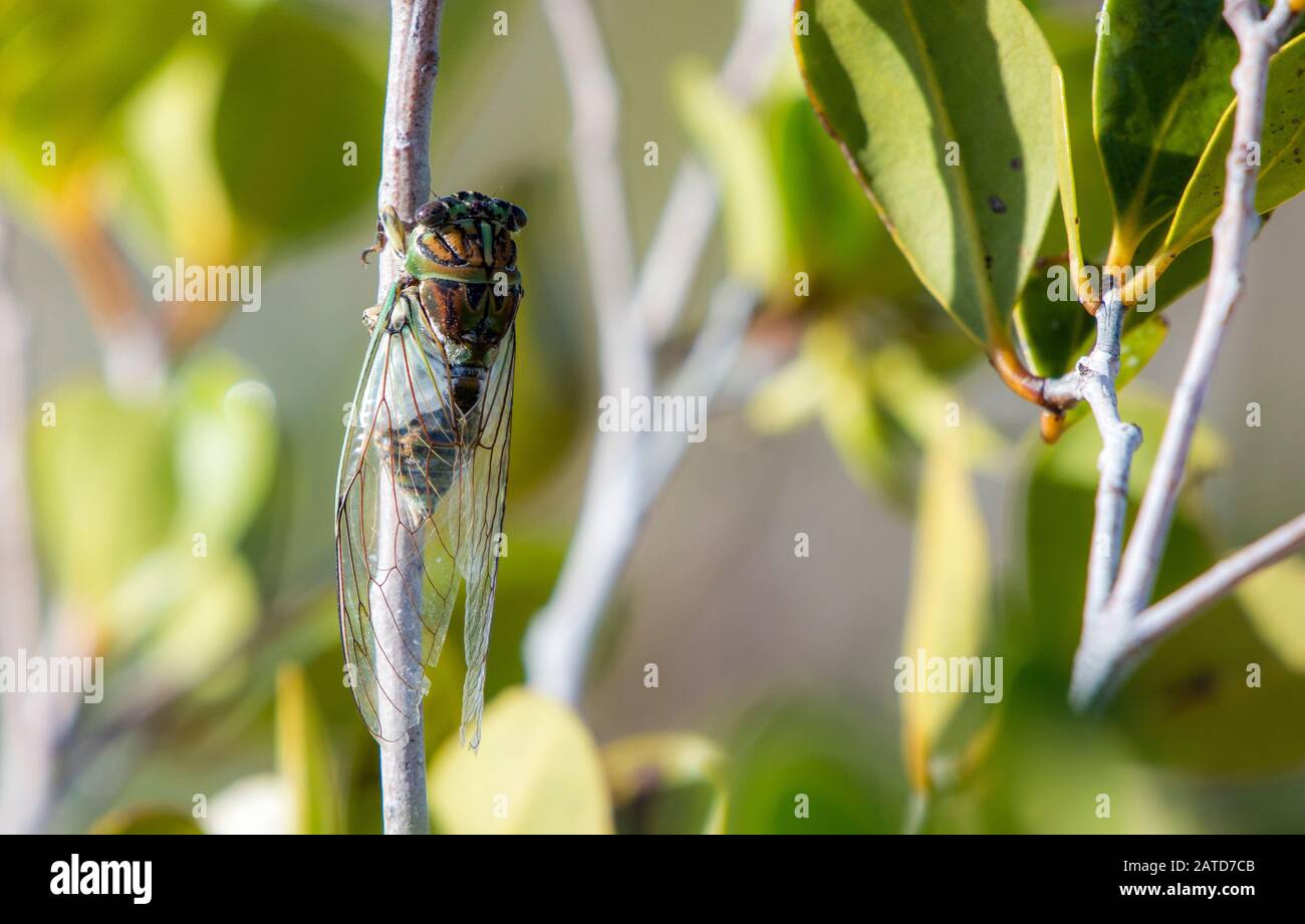 Golden cicada hi-res stock photography and images - Alamy