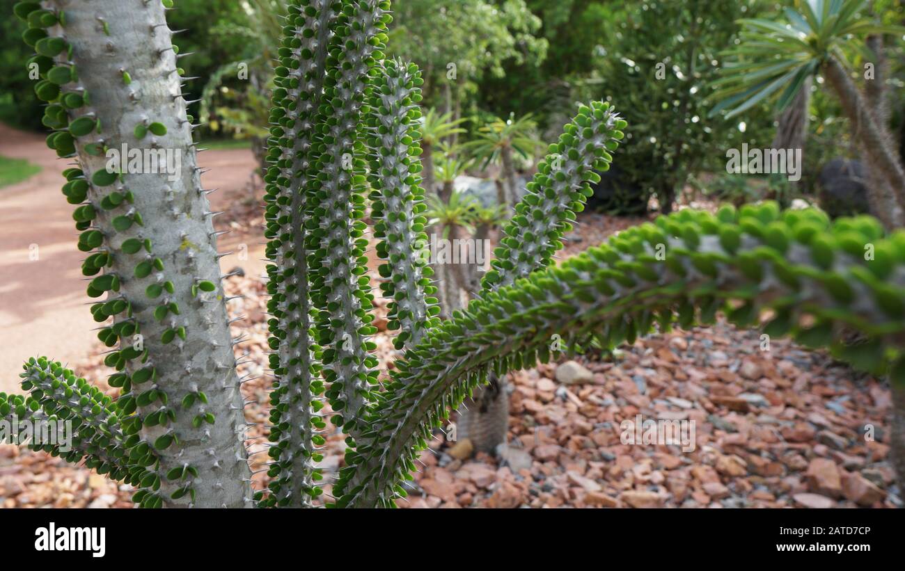 Alluaudia procera is a deciduous succulent plant species of the family ...