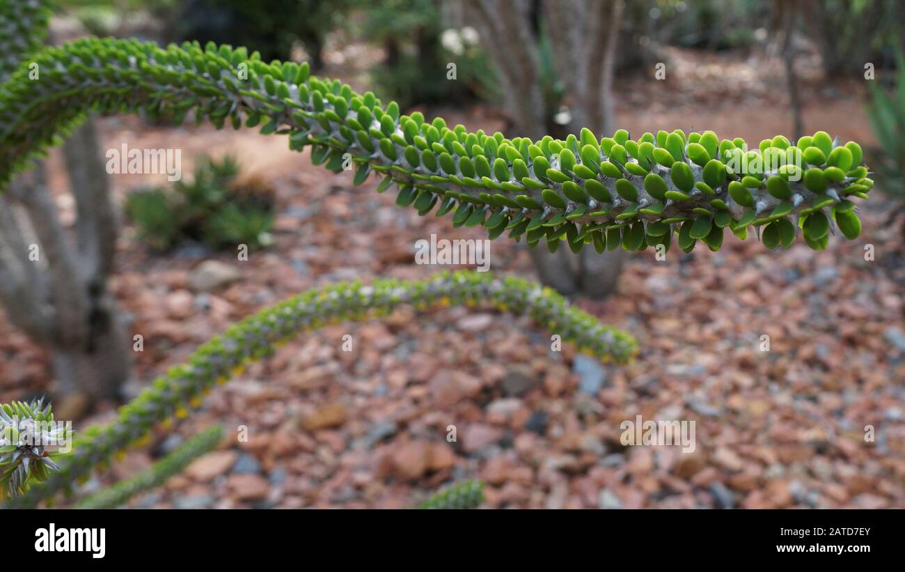 Alluaudia procera is a deciduous succulent plant species of the family ...