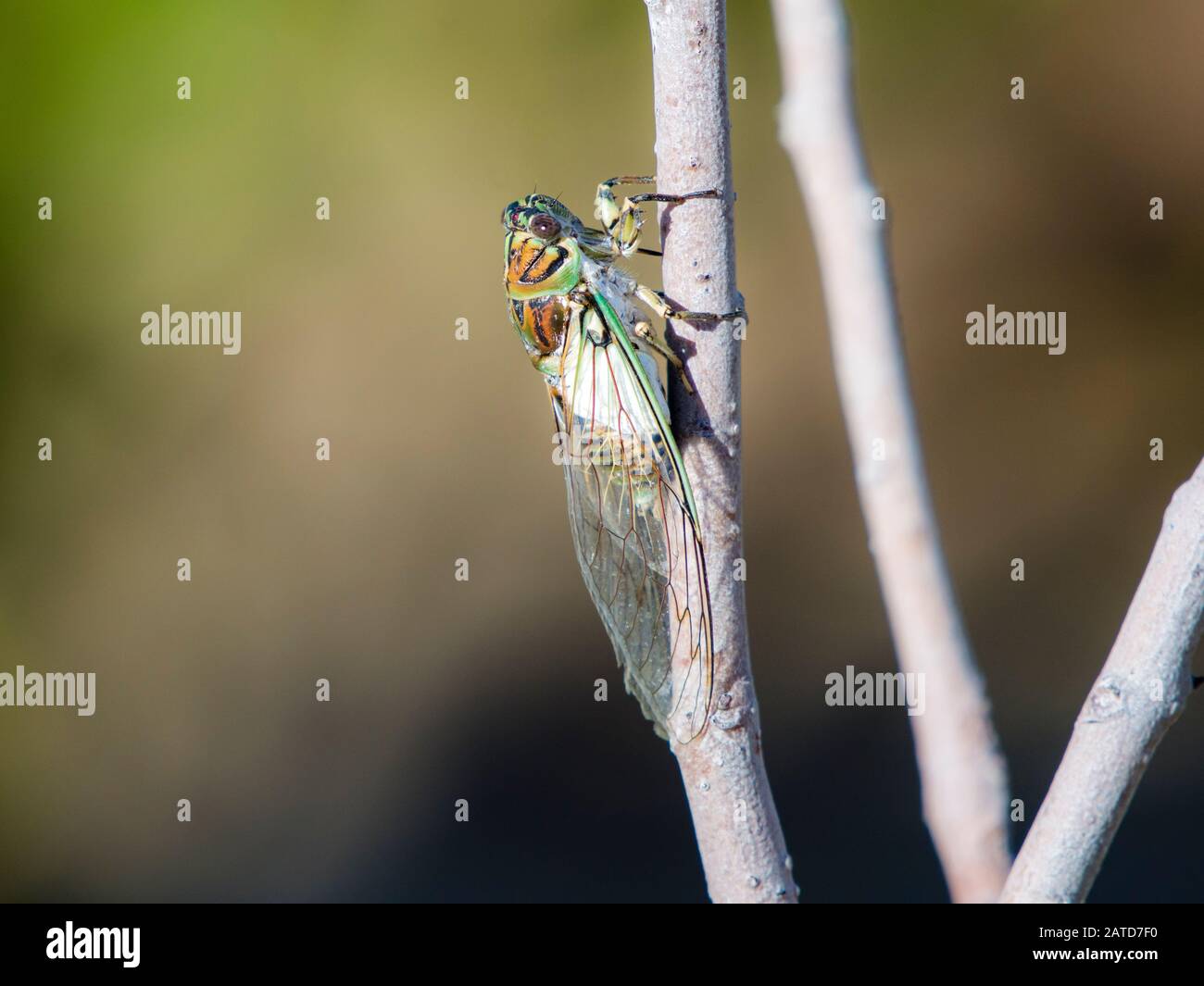 Golden cicada hi-res stock photography and images - Alamy