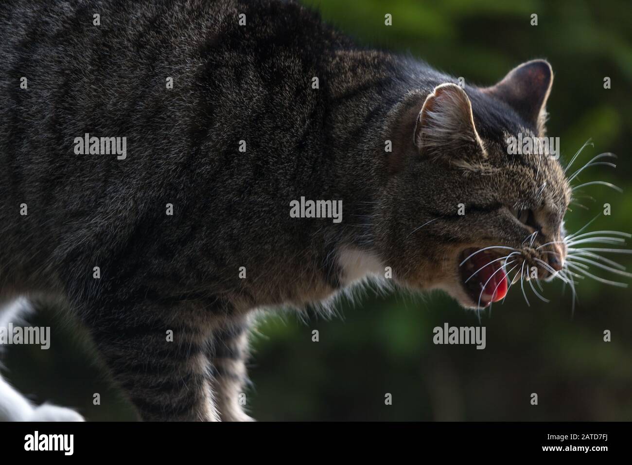 Cat roaming hi-res stock photography and images - Alamy