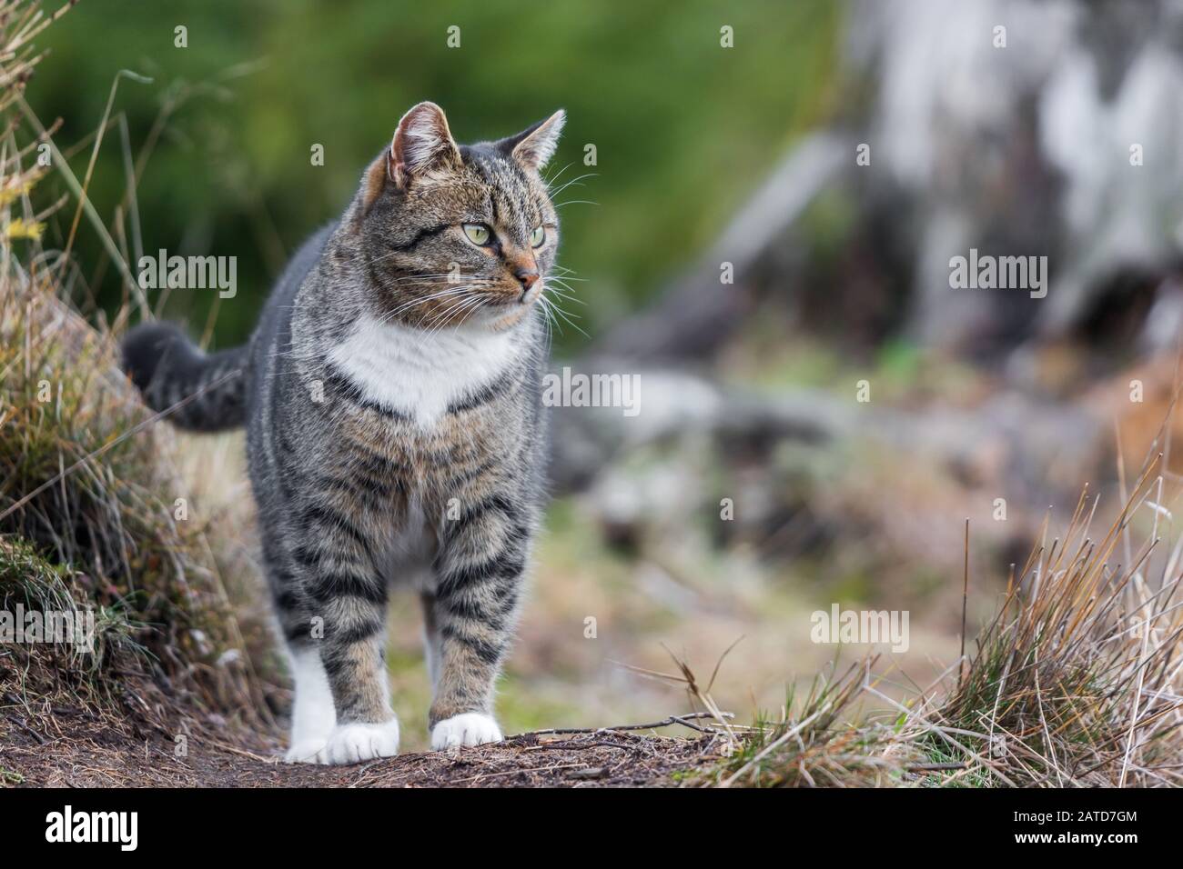 domestic cat roaming outdoors Stock Photo - Alamy