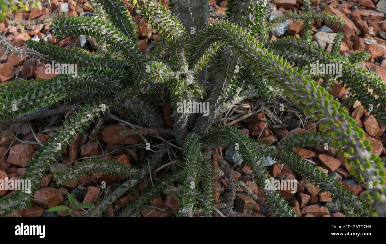 Succulent shrub hi-res stock photography and images - Alamy