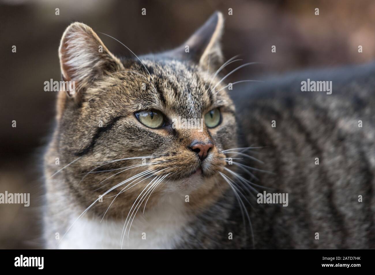Cat roaming hi-res stock photography and images - Alamy