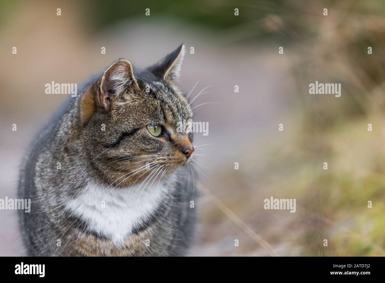 Cat roaming hi-res stock photography and images - Alamy