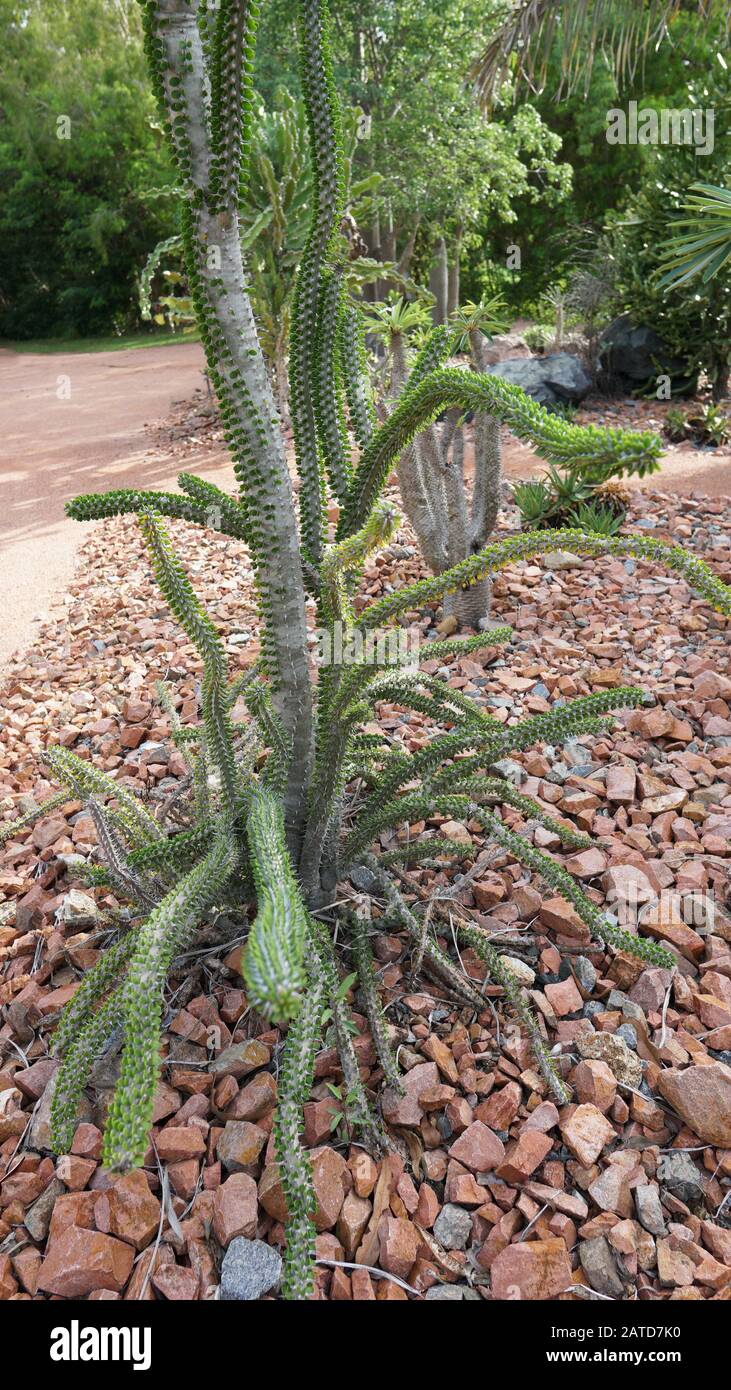 Alluaudia procera is a deciduous succulent plant species of the family ...