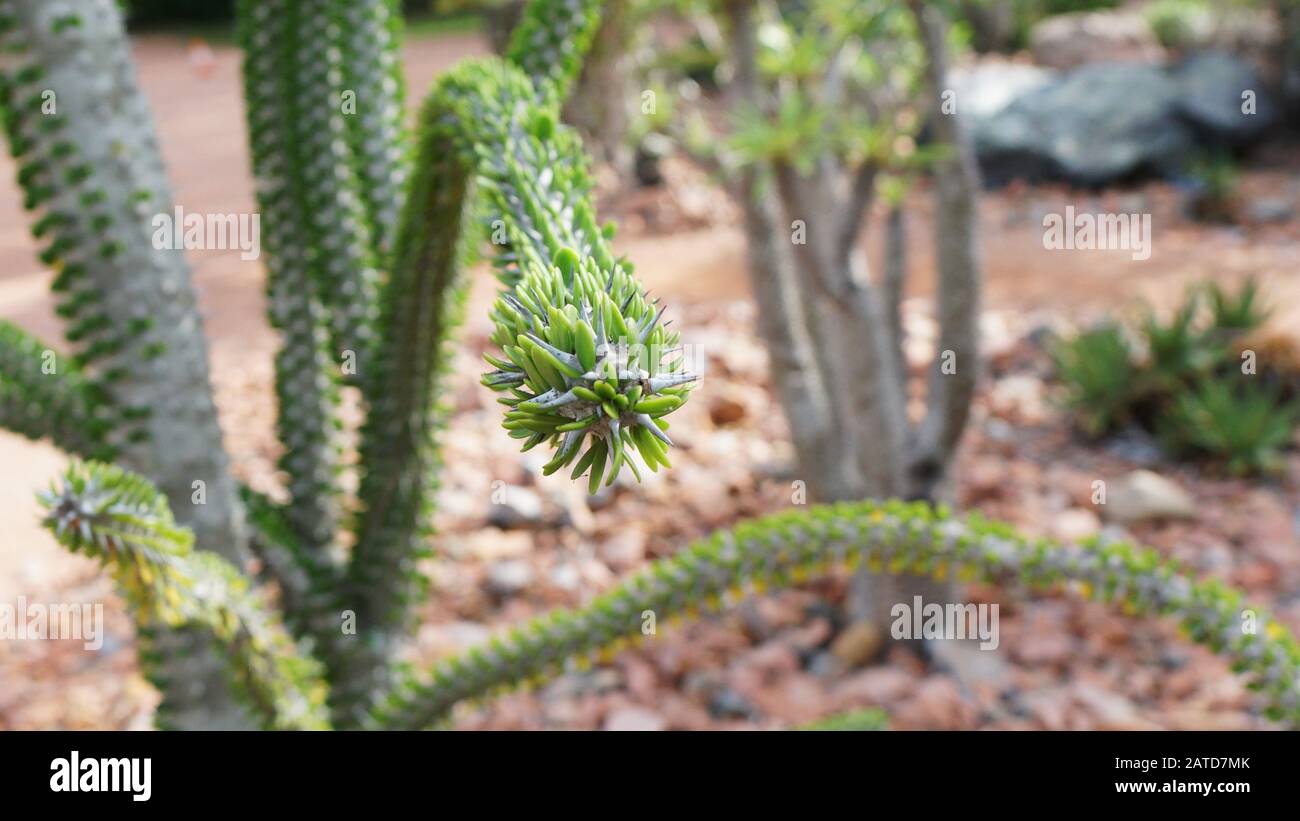 Alluaudia procera is a deciduous succulent plant species of the family ...